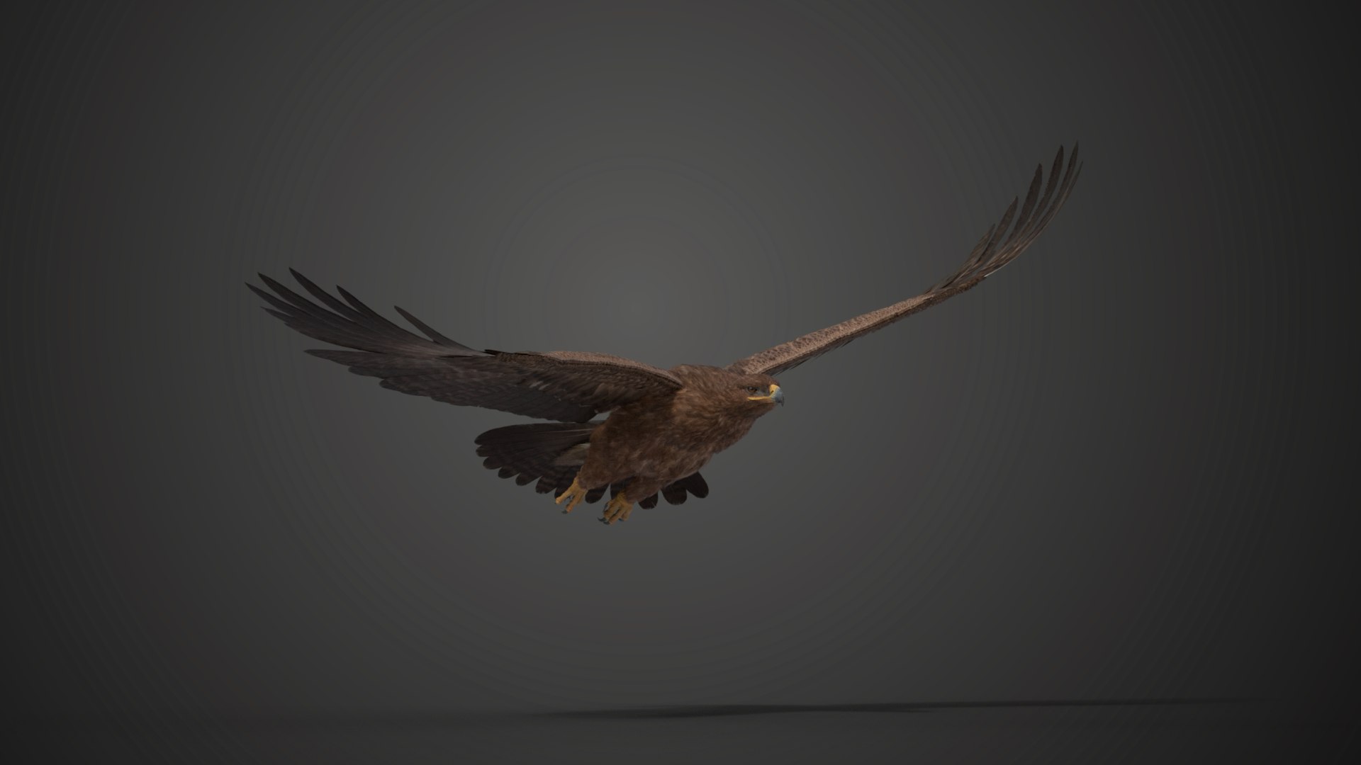 Aquila Nipalensis Animated model - TurboSquid 2080933