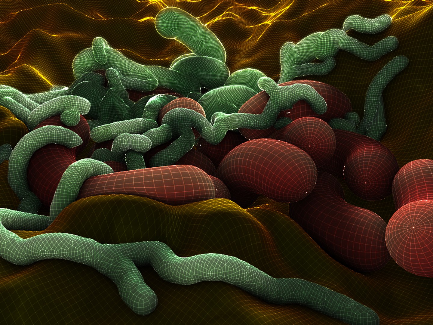c4d bacteria structure fungus