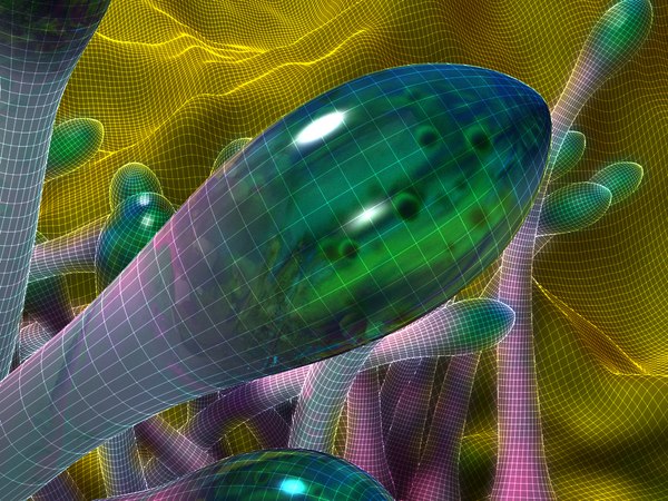 c4d bacteria structure fungus