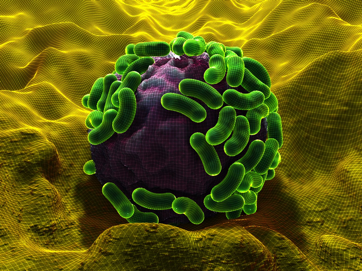 c4d bacteria structure fungus