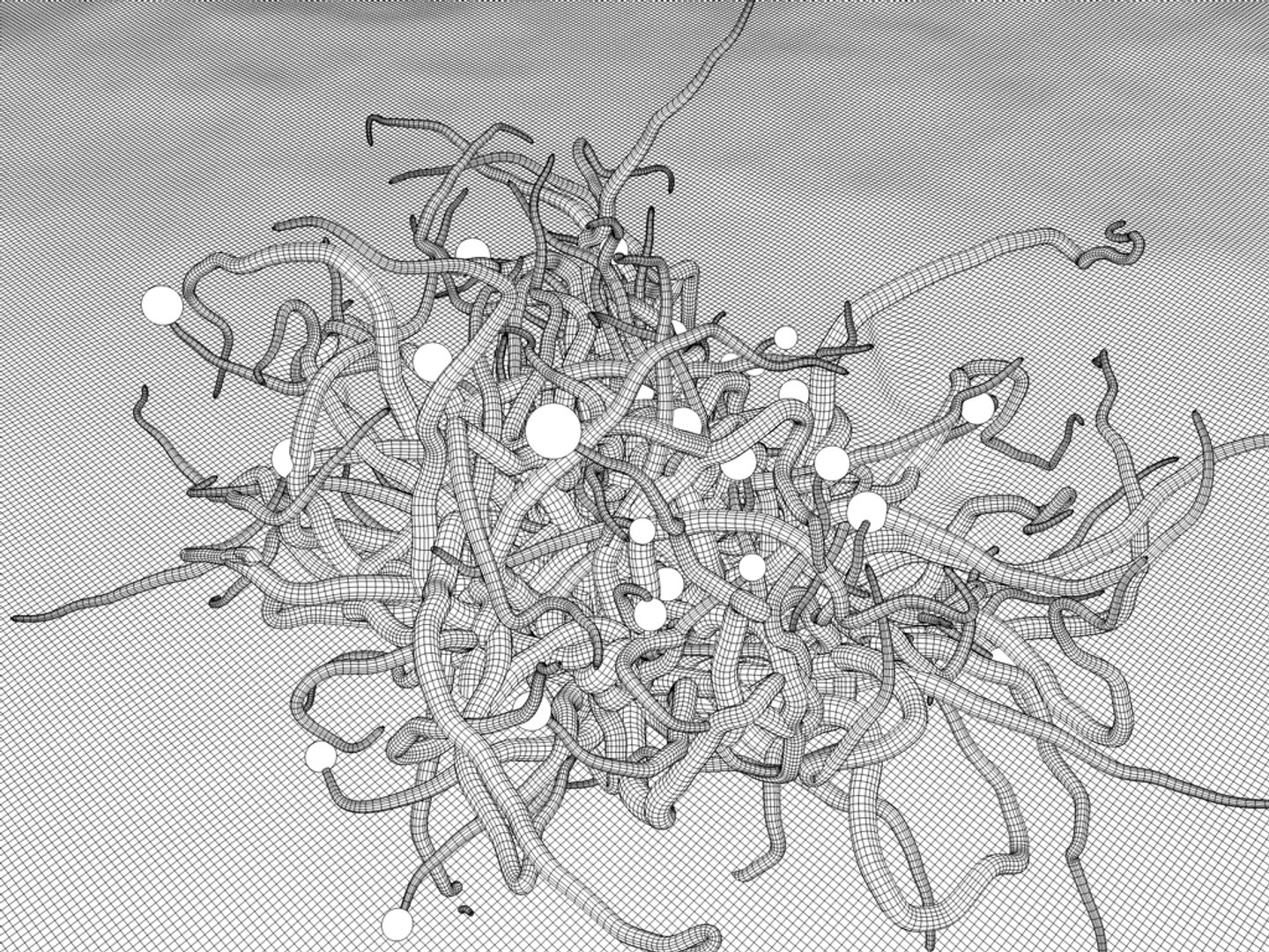 c4d bacteria structure fungus