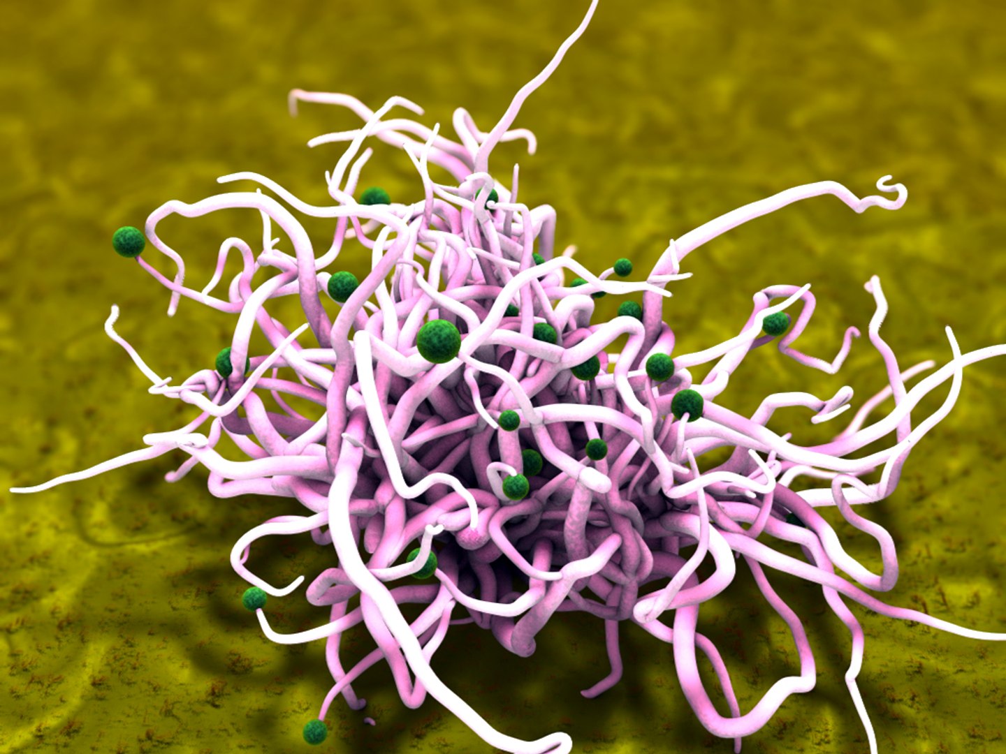 c4d bacteria structure fungus