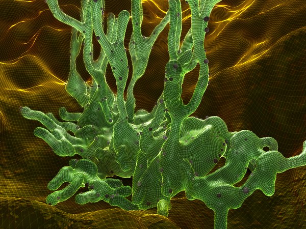 c4d bacteria structure fungus