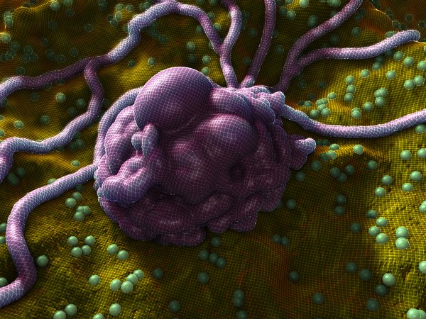 c4d bacteria structure fungus