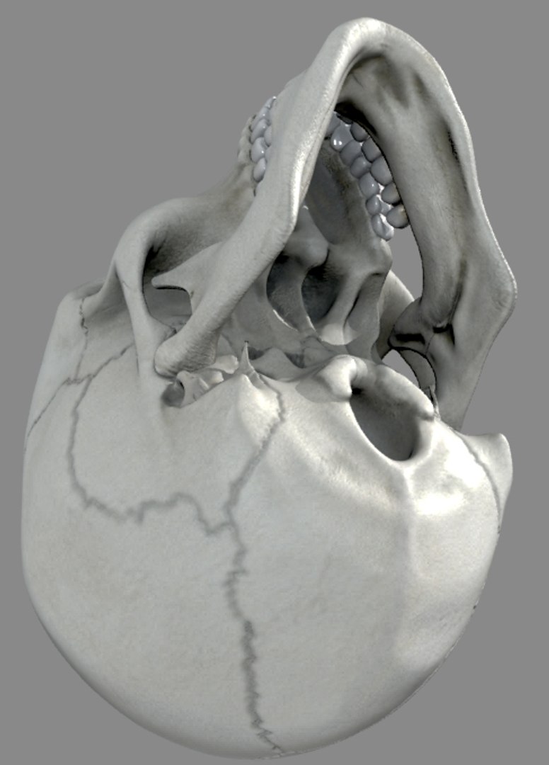 Anatomically Skull Max