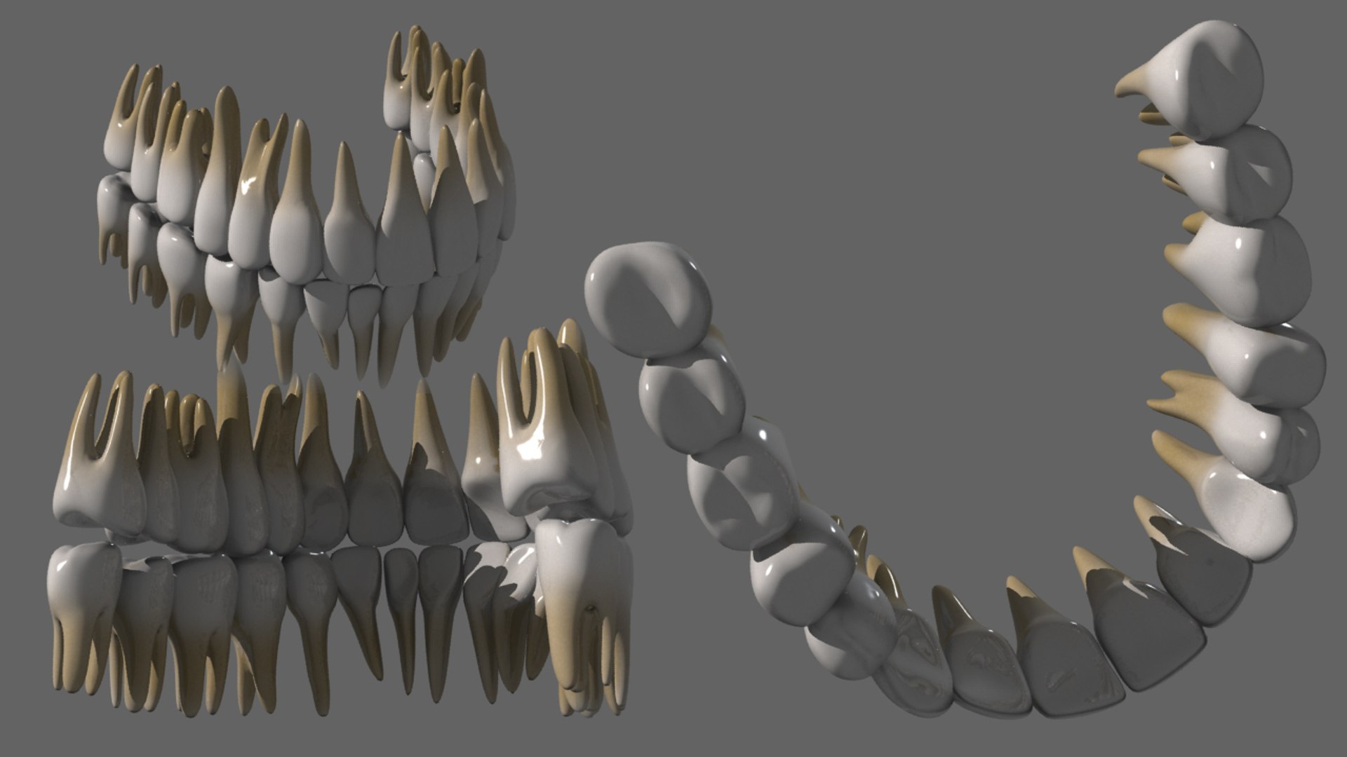 Anatomically Skull Max