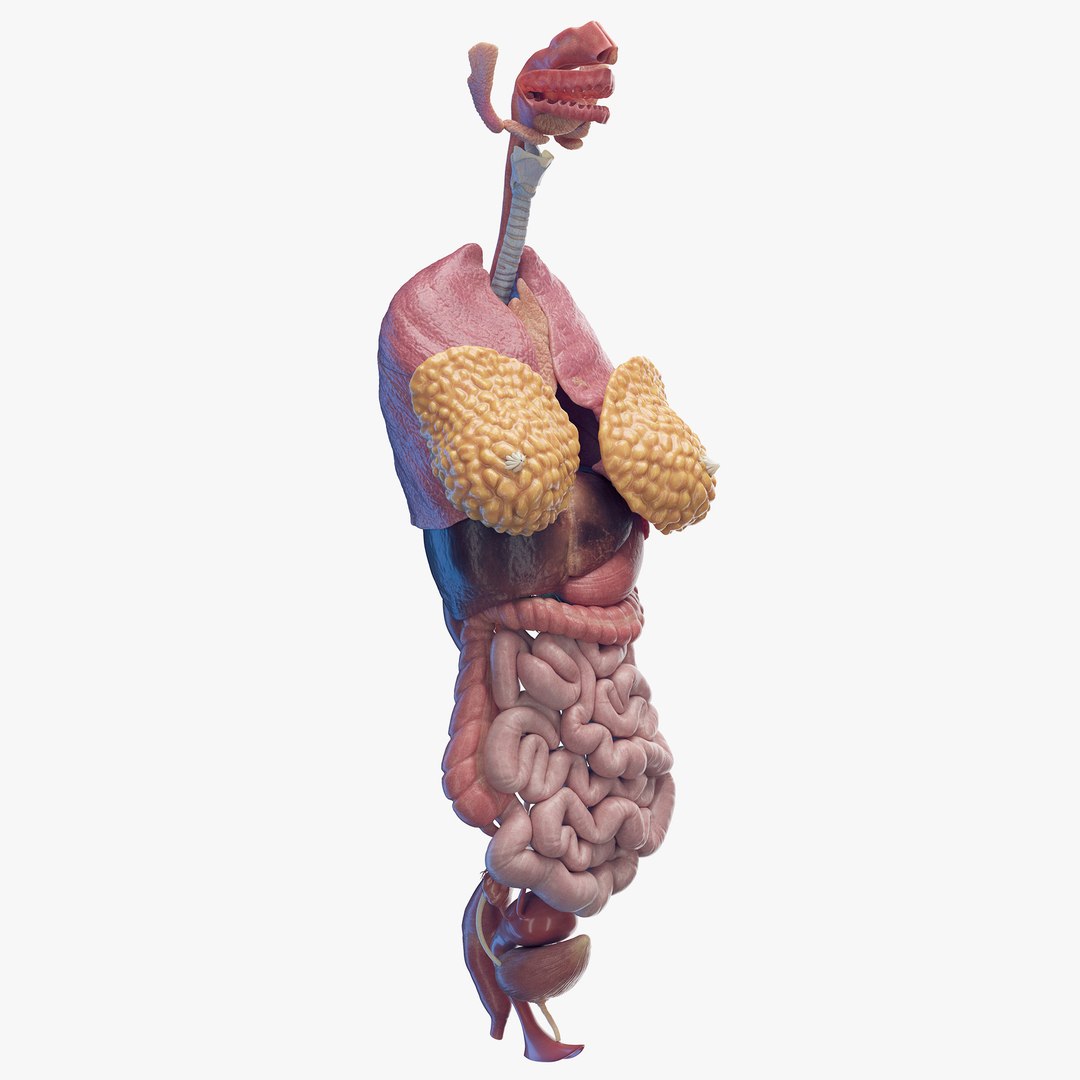 3D Human Female Organs Static model - TurboSquid 2059802