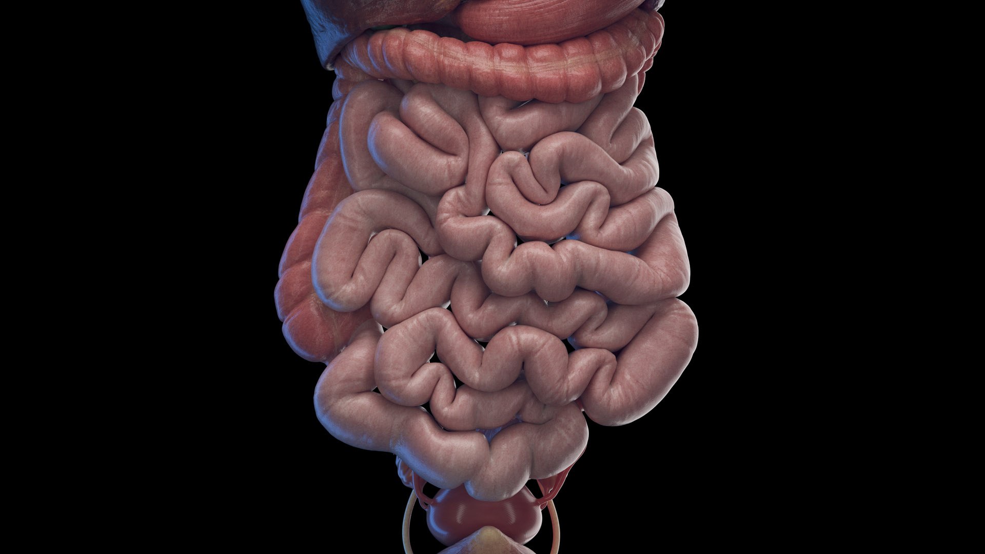 3D Human Female Organs Static model - TurboSquid 2059802