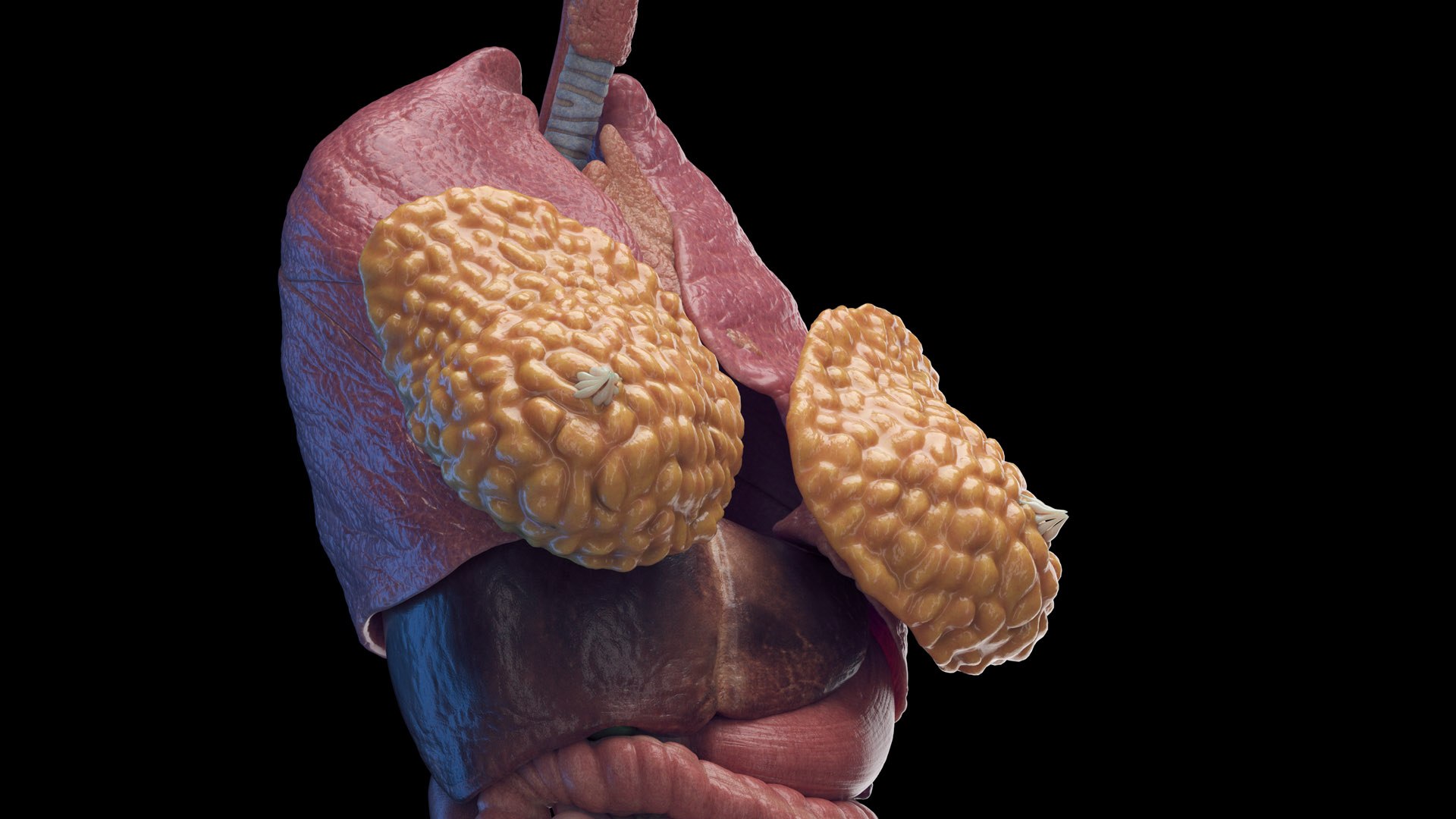 3D Human Female Organs Static model - TurboSquid 2059802