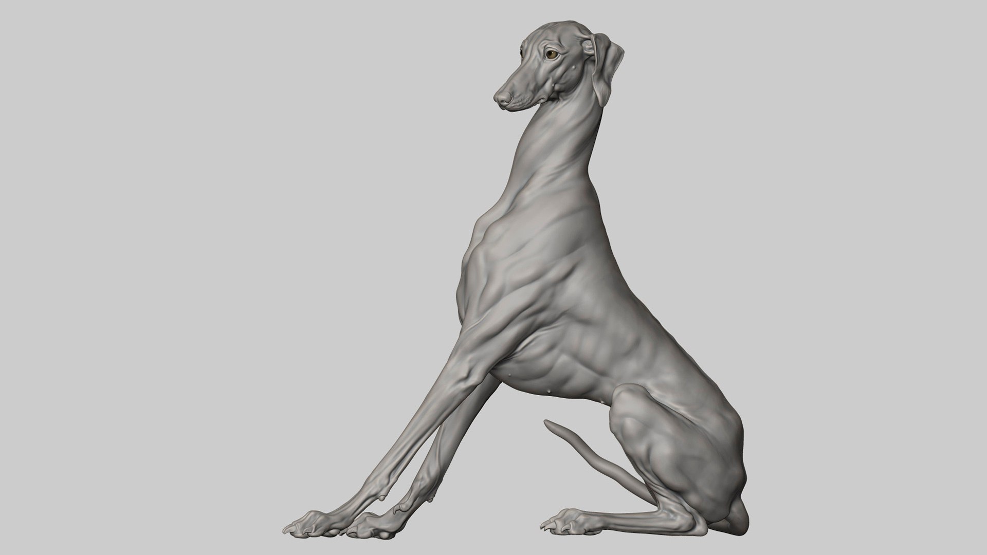 3D Dog Azawakh - 3D Sculpting Model - TurboSquid 2364734