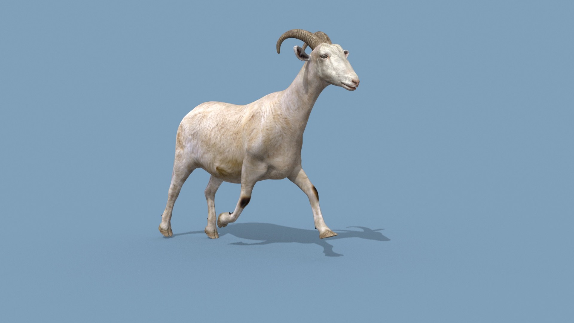 3D Top Goat 8K - 3d Animated - TurboSquid 2312182