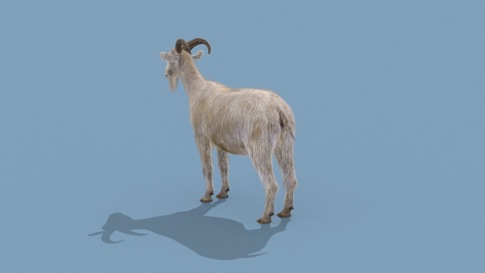 3D Top Goat 8K - 3d Animated - TurboSquid 2312182