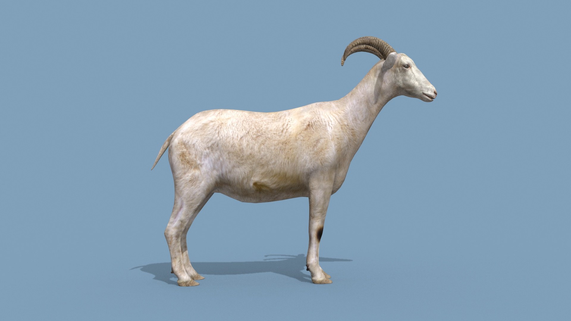 3D Top Goat 8K - 3d Animated - TurboSquid 2312182