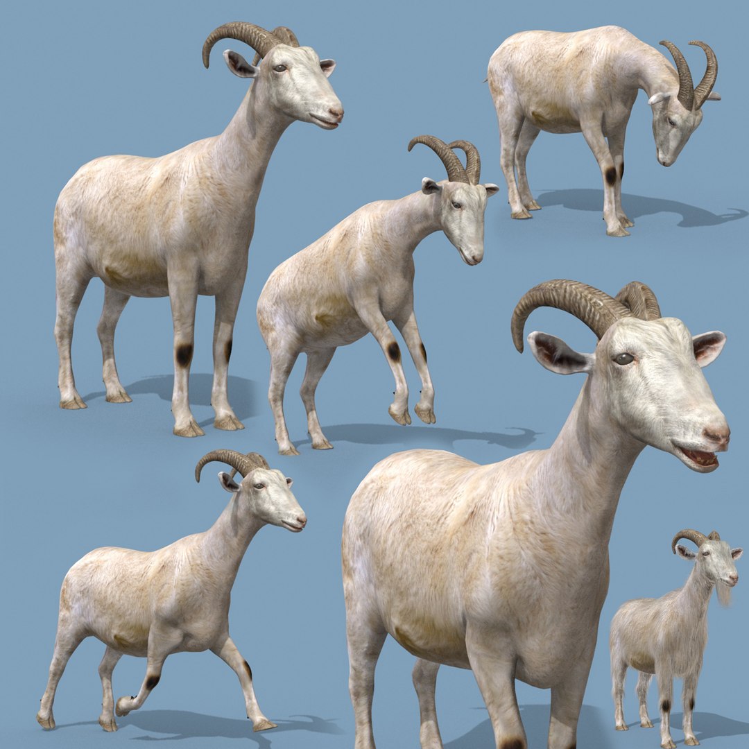 3D Top Goat 8K - 3d Animated - TurboSquid 2312182