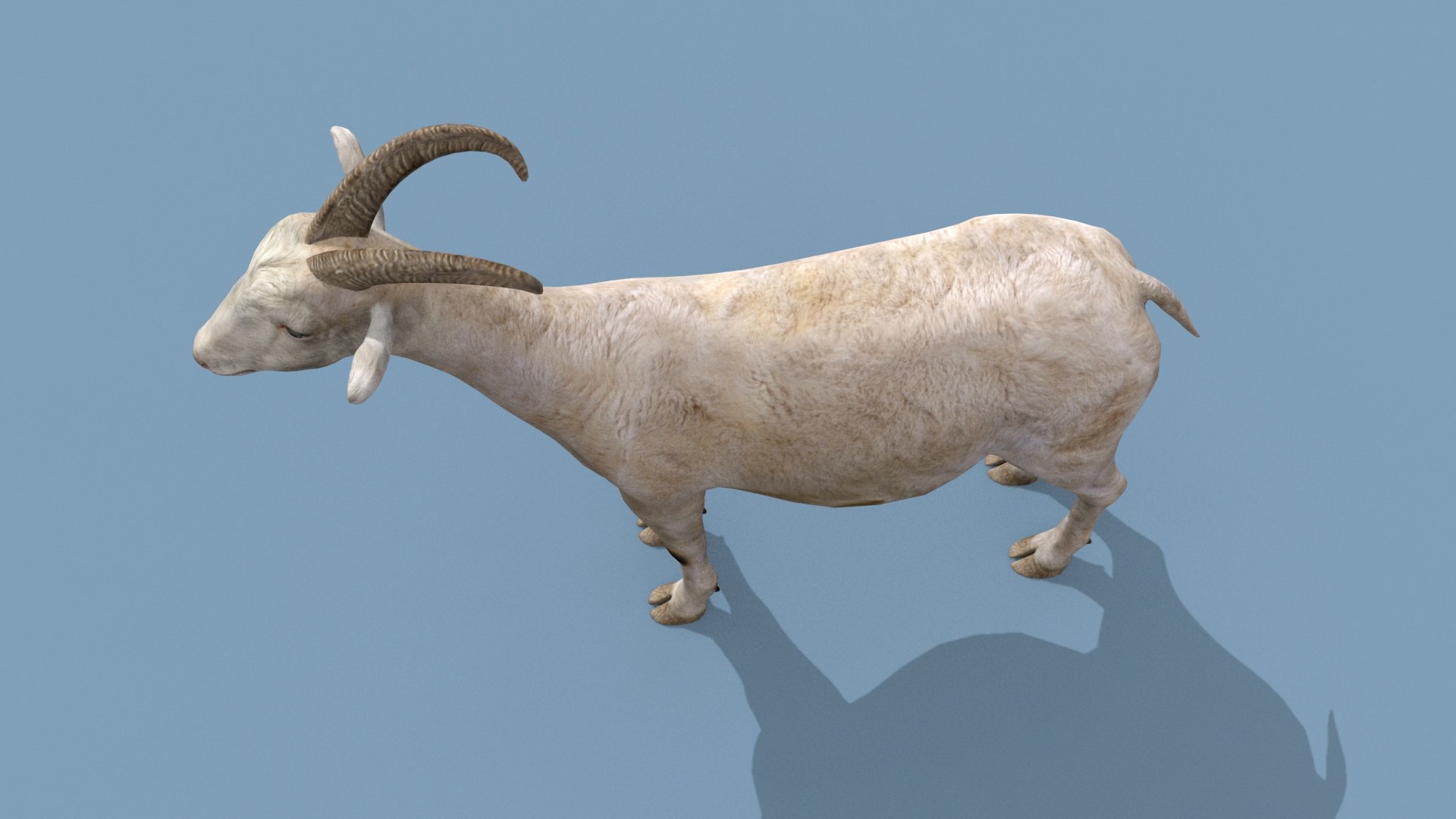 3D Top Goat 8K - 3d Animated - TurboSquid 2312182