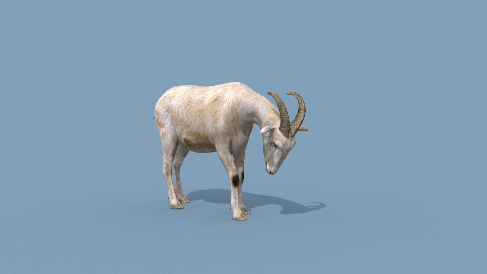 3D Top Goat 8K - 3d Animated - TurboSquid 2312182