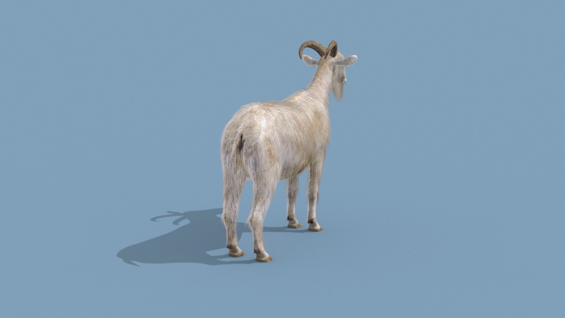 3D Top Goat 8K - 3d Animated - TurboSquid 2312182