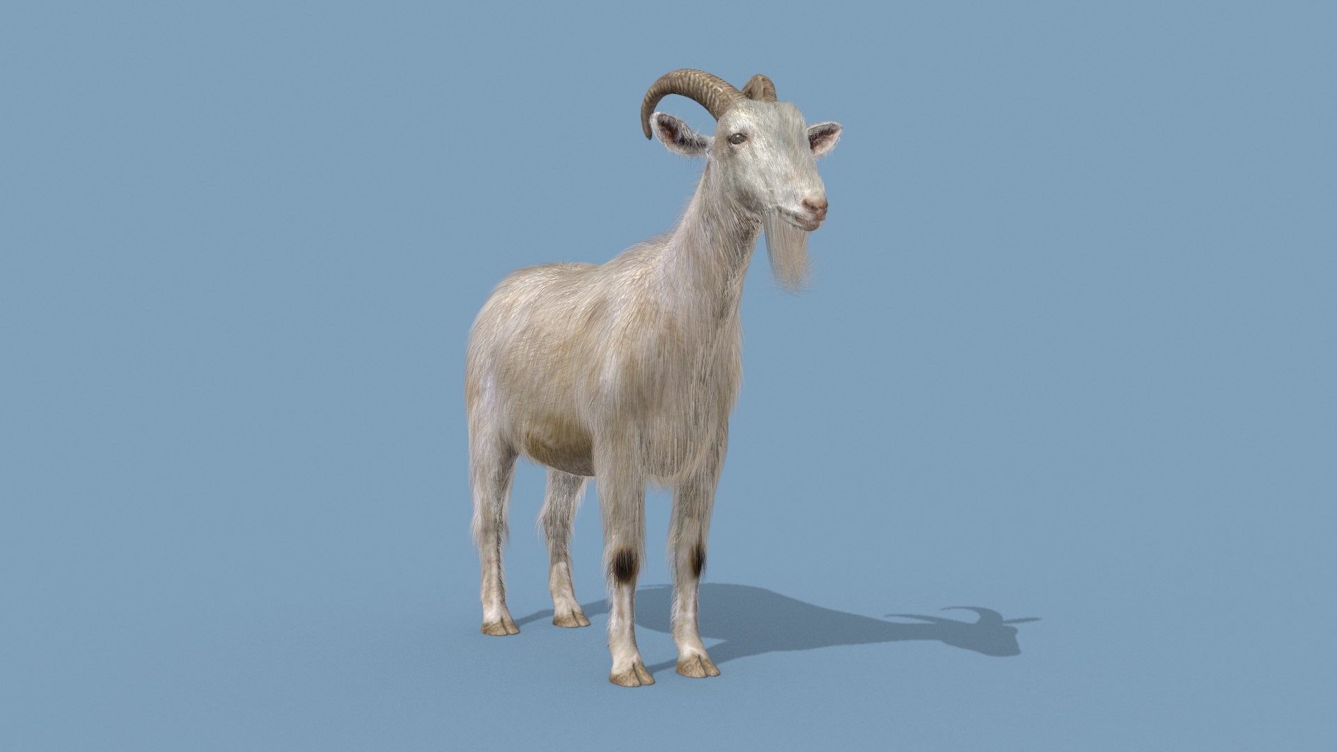 3D Top Goat 8K - 3d Animated - TurboSquid 2312182