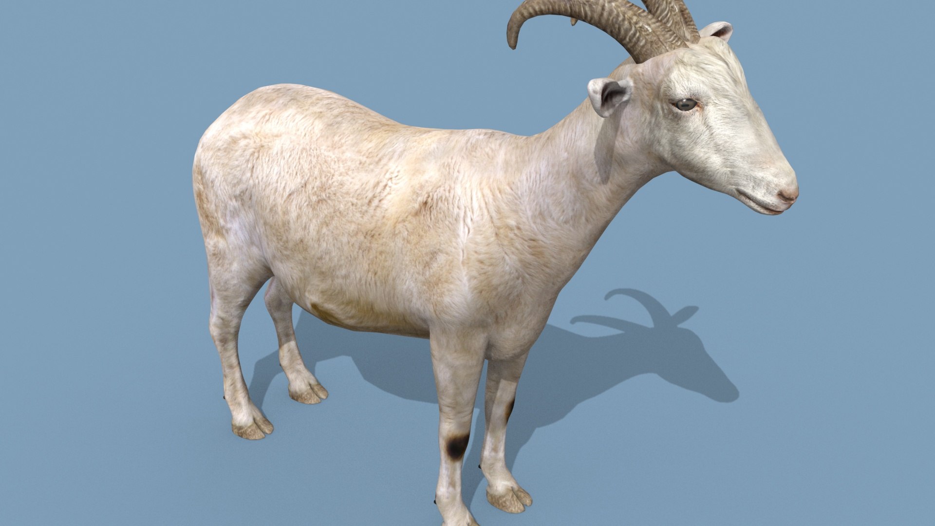 3D Top Goat 8K - 3d Animated - TurboSquid 2312182