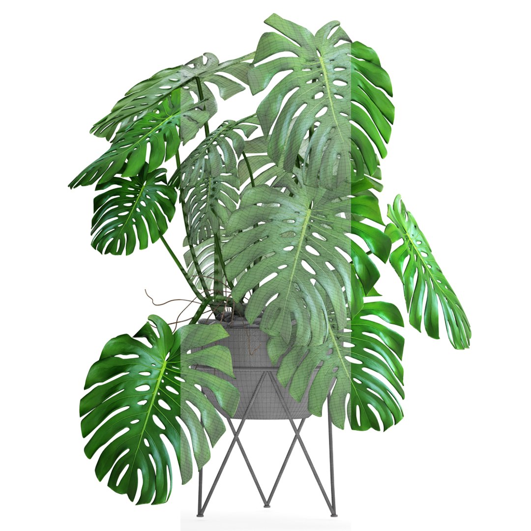 Monstera 3D Model - TurboSquid 1162943