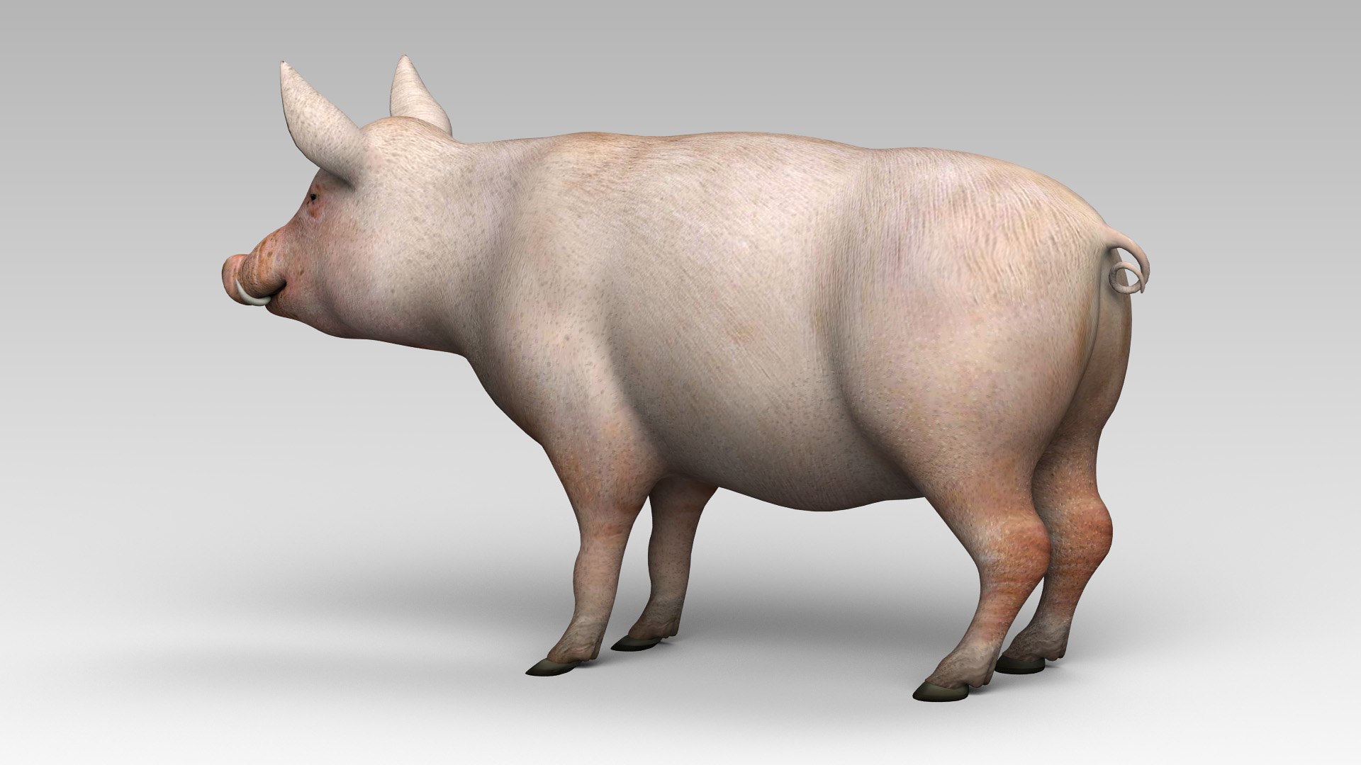 3d Pig