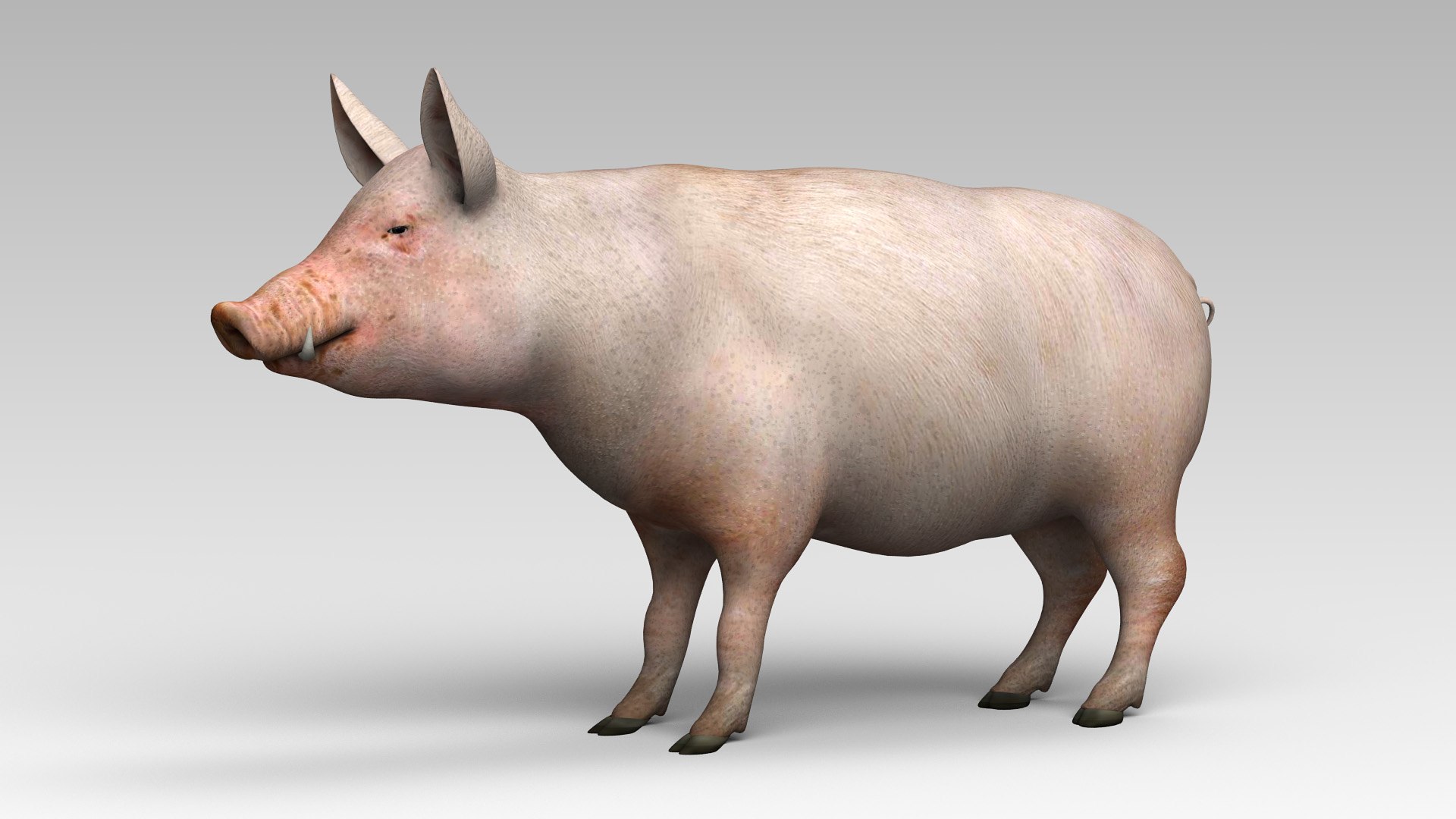 3d Pig
