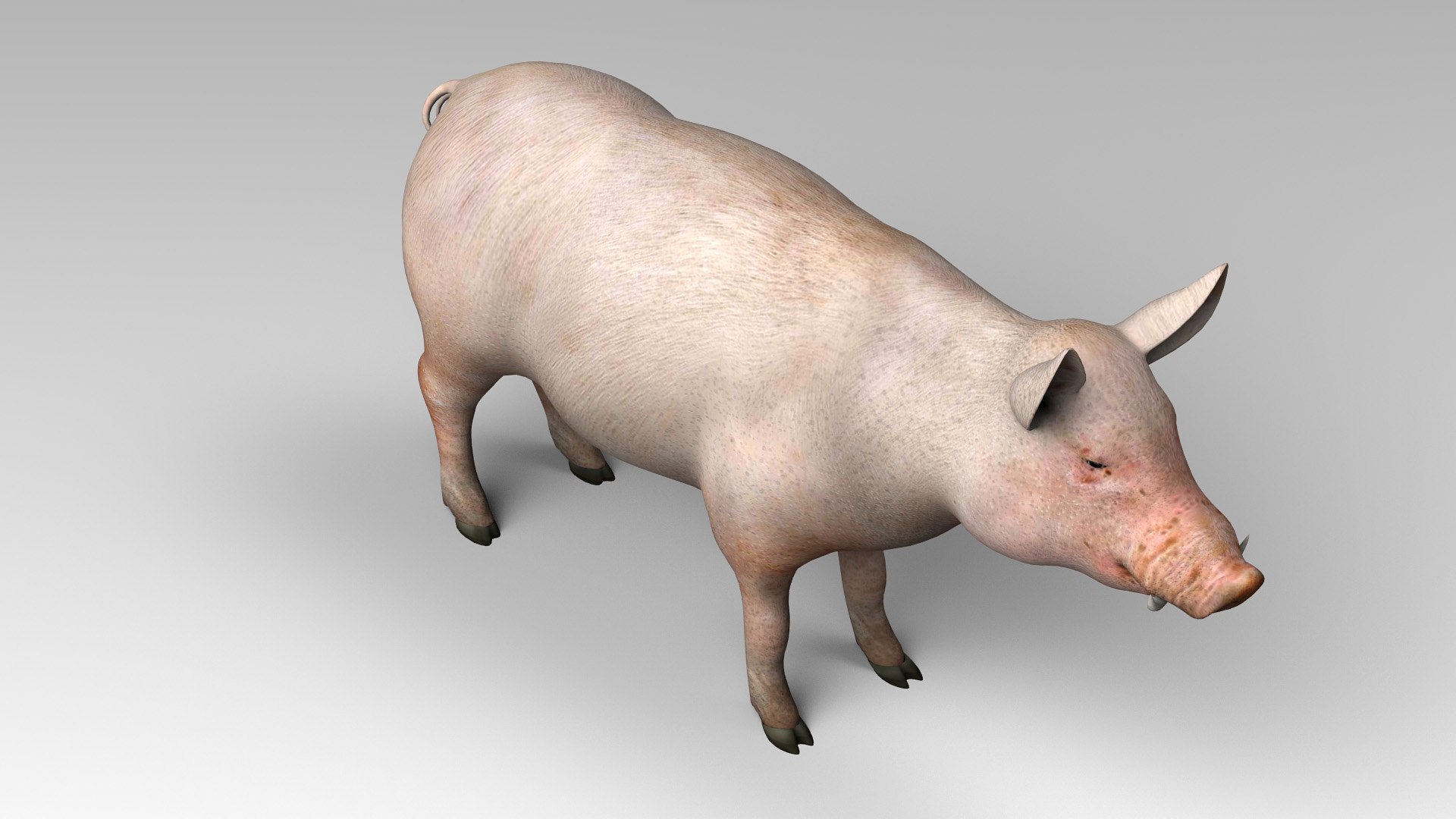 3d Pig