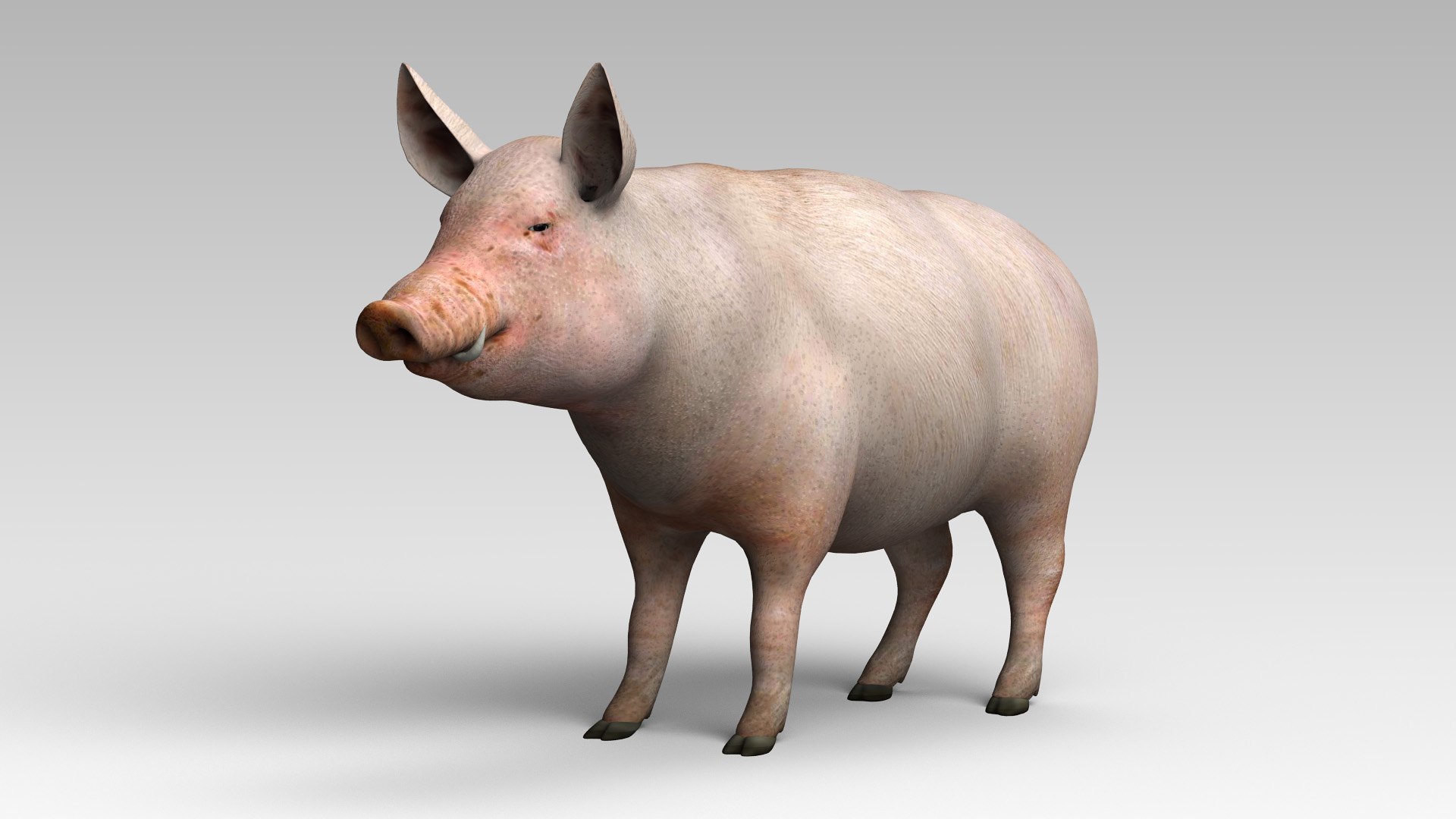 3d Pig