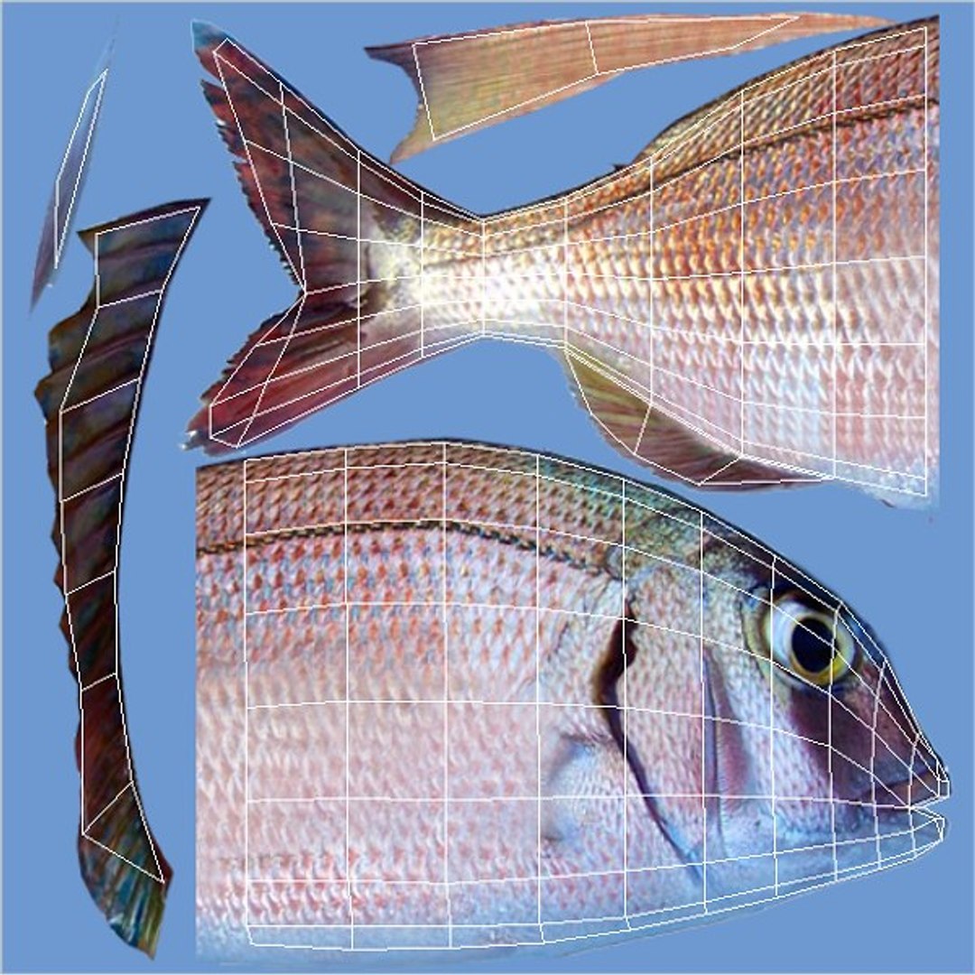 Maya Fish Low-poly Pagrus