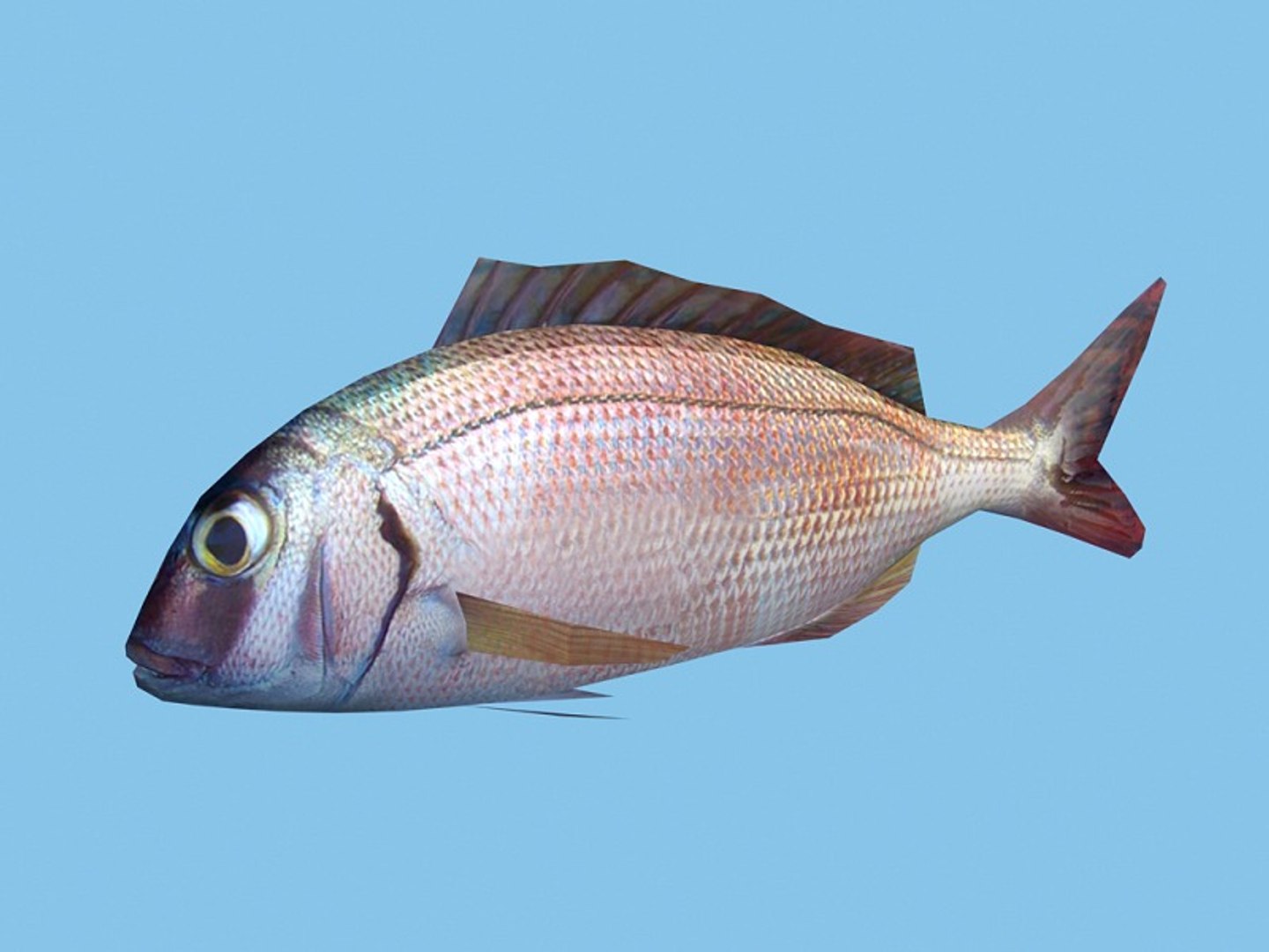 Maya Fish Low-poly Pagrus