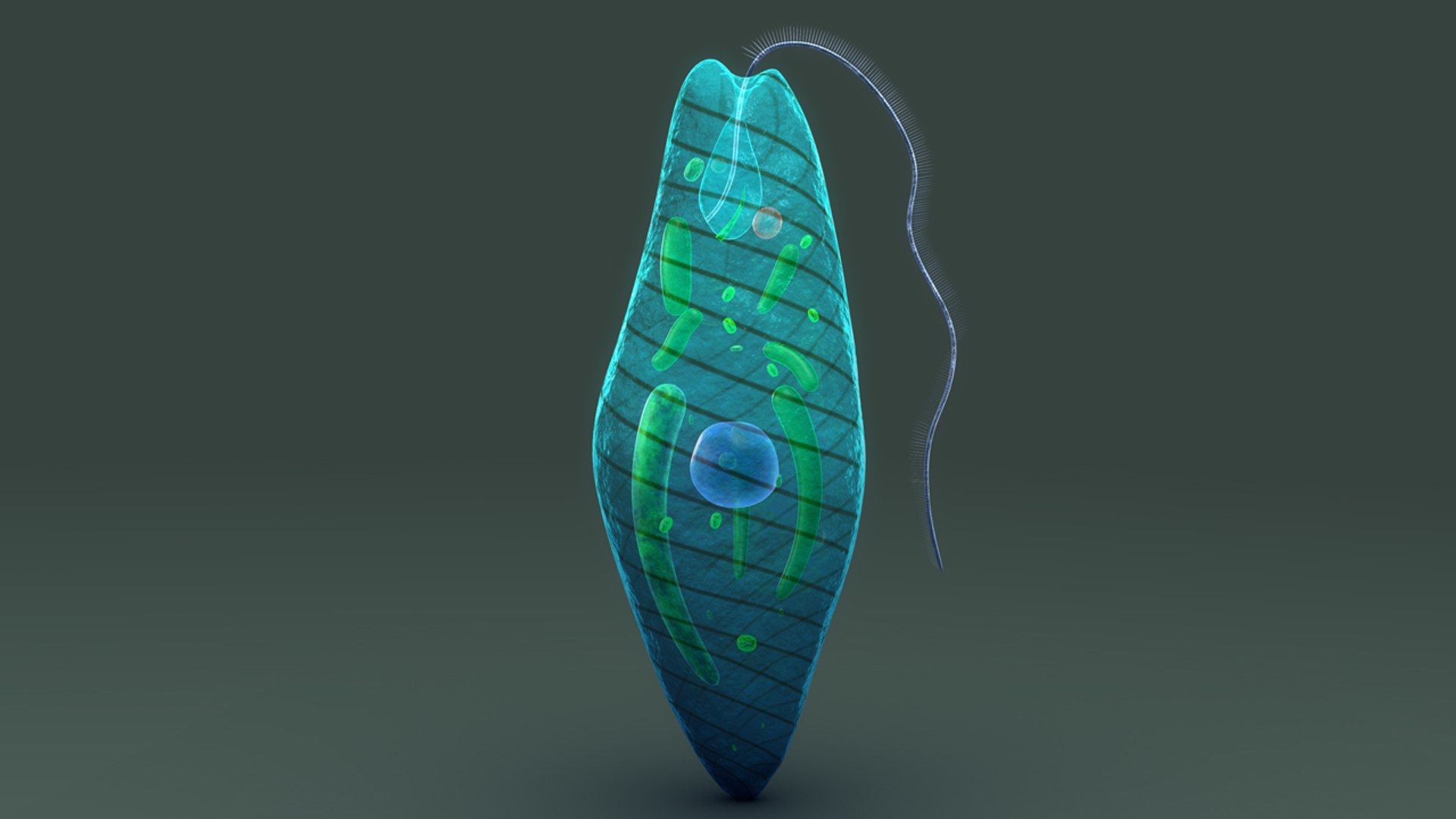 Euglena 3d Model