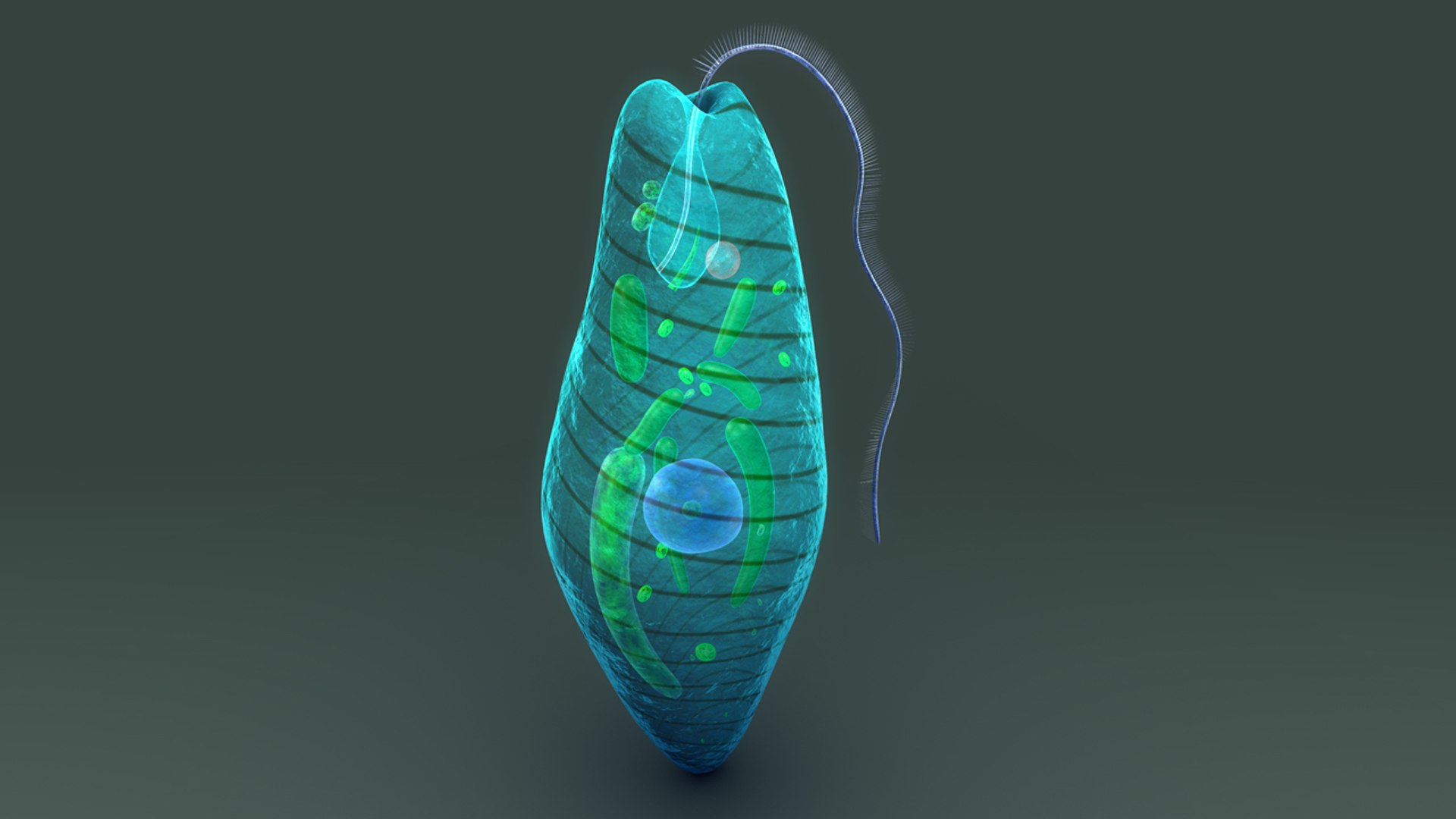 Euglena 3d Model