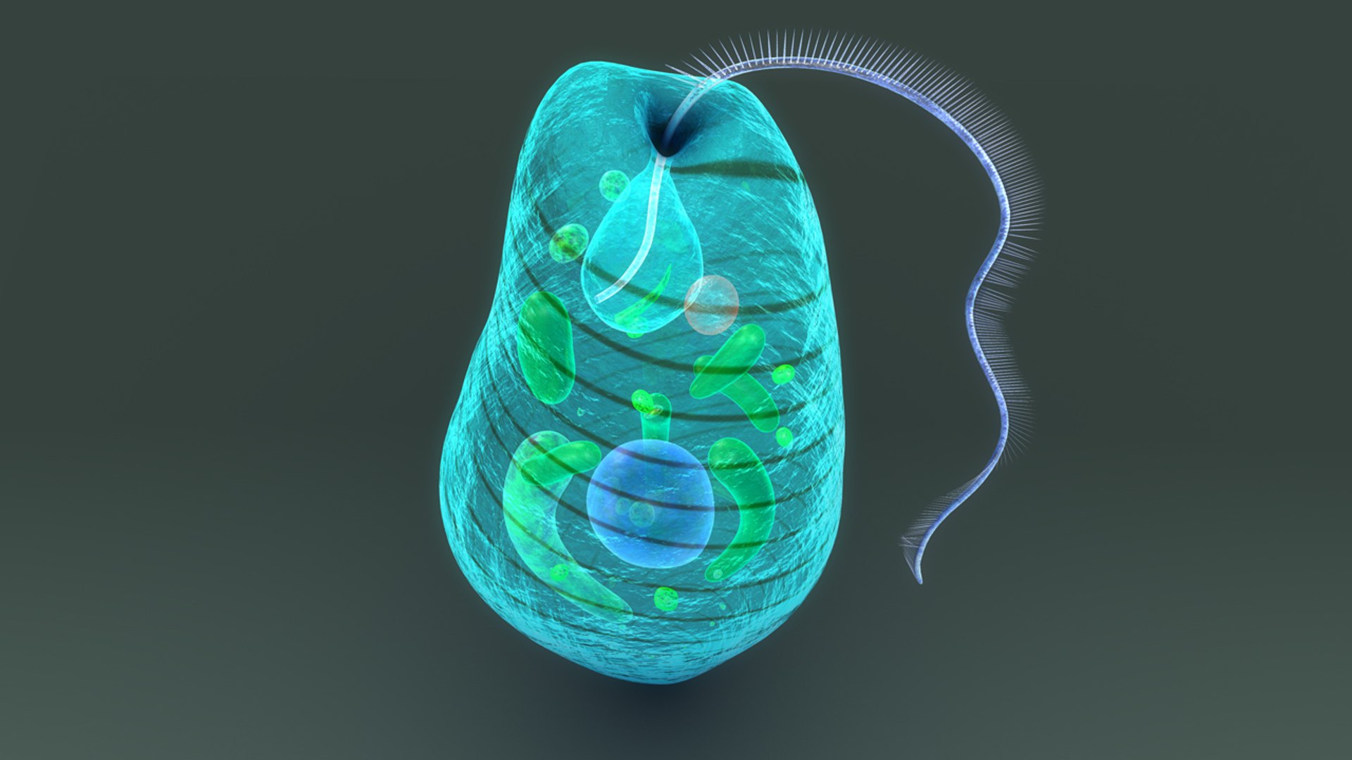Euglena 3d Model