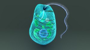3d plasmodium malaria parasite model