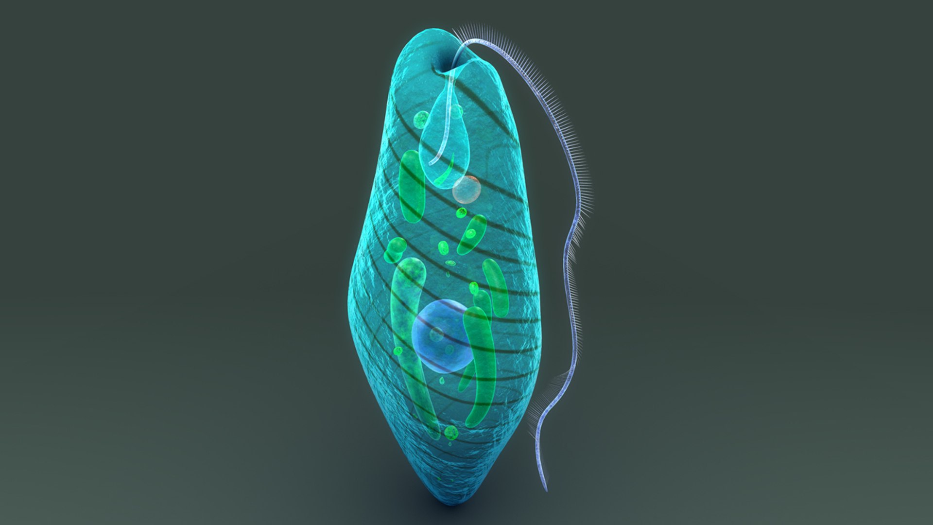 Euglena 3d Model