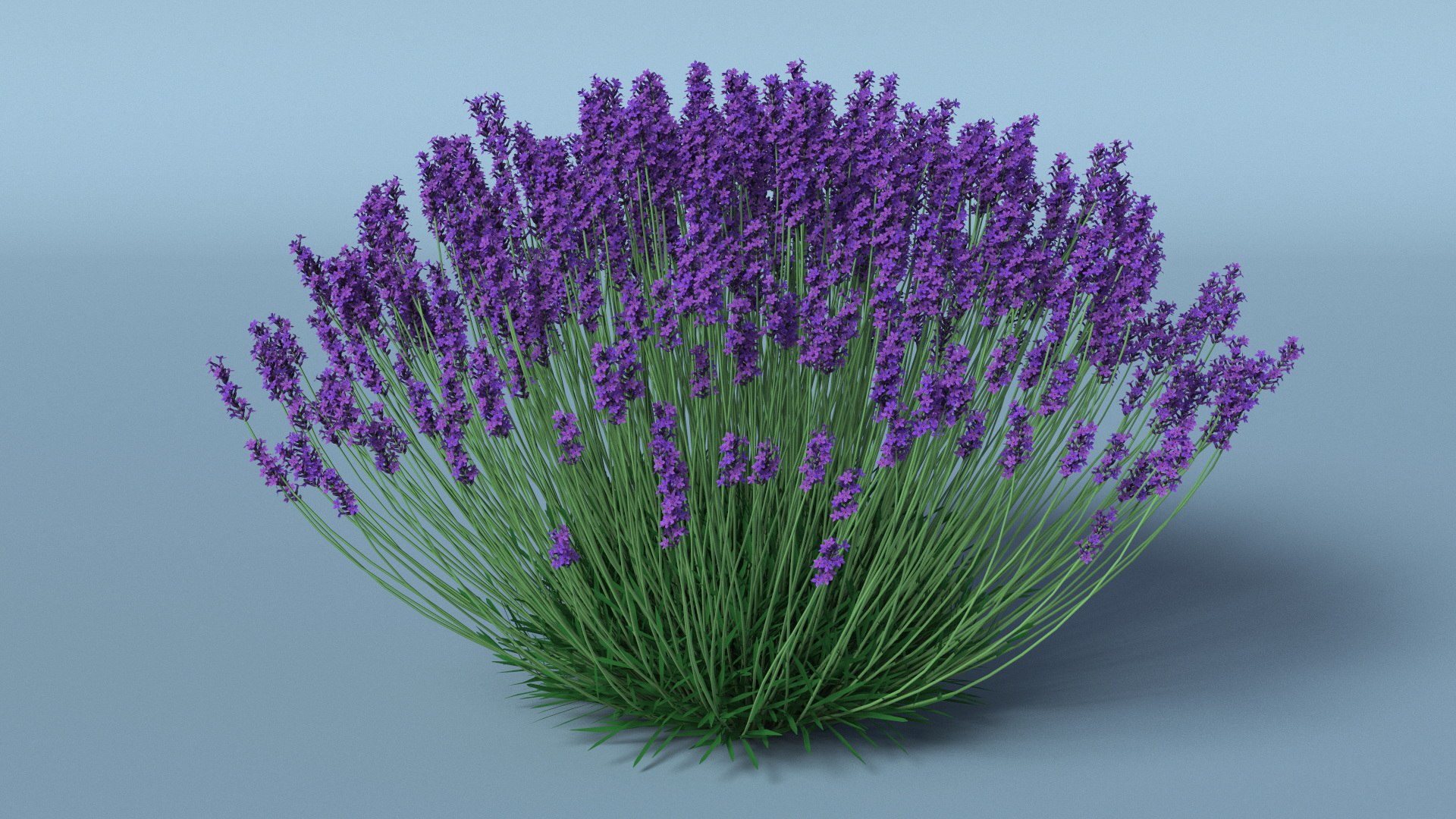 3D Model Lavender Plant - TurboSquid 2387243