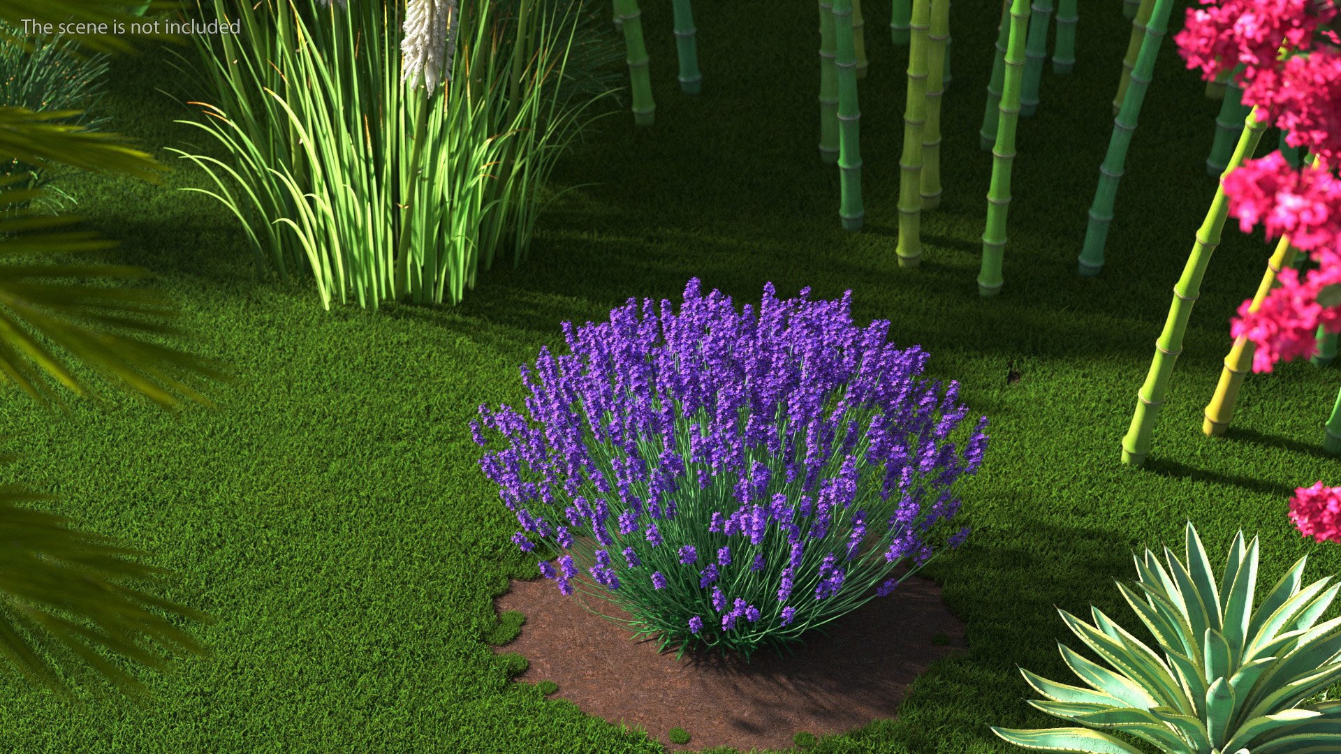 3D Model Lavender Plant - TurboSquid 2387243