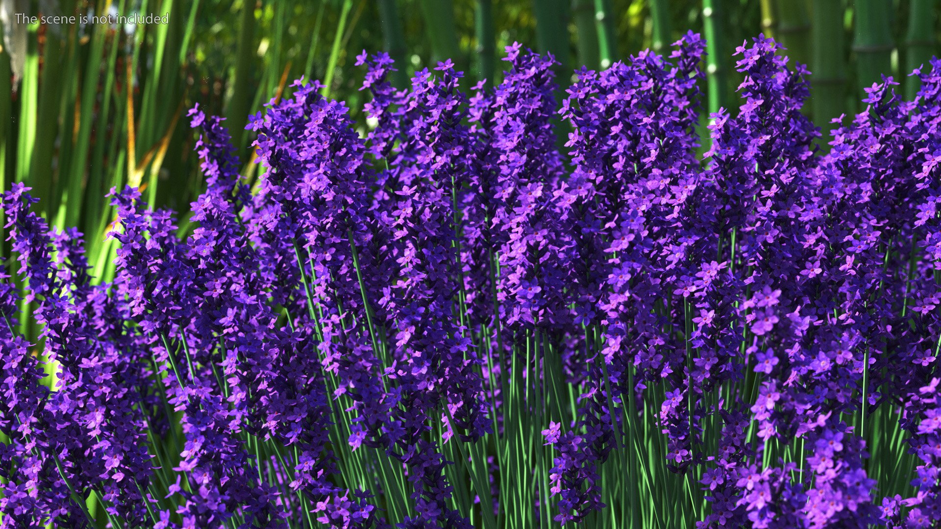 3D Model Lavender Plant - TurboSquid 2387243