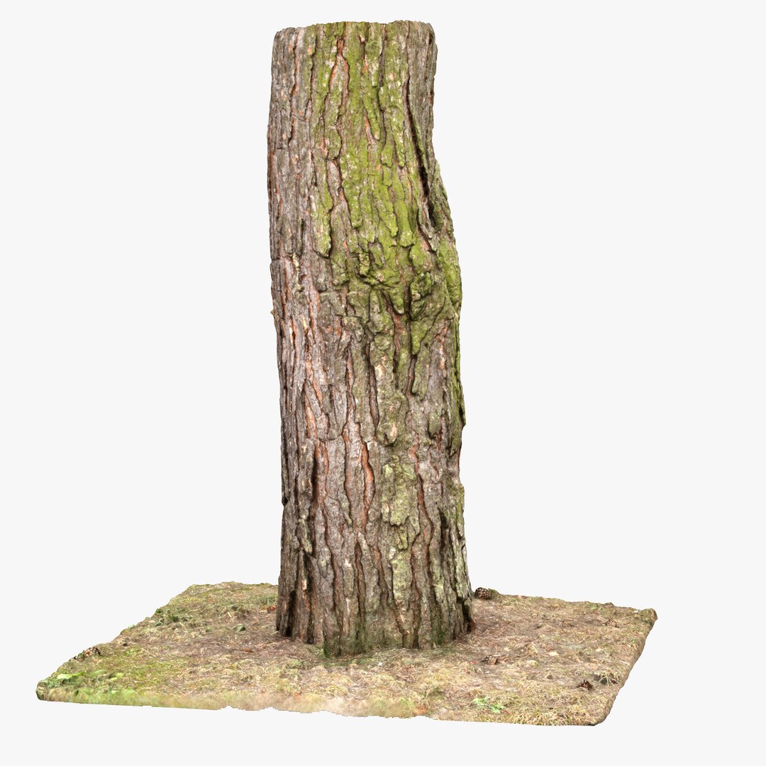 tree trunk scan obj