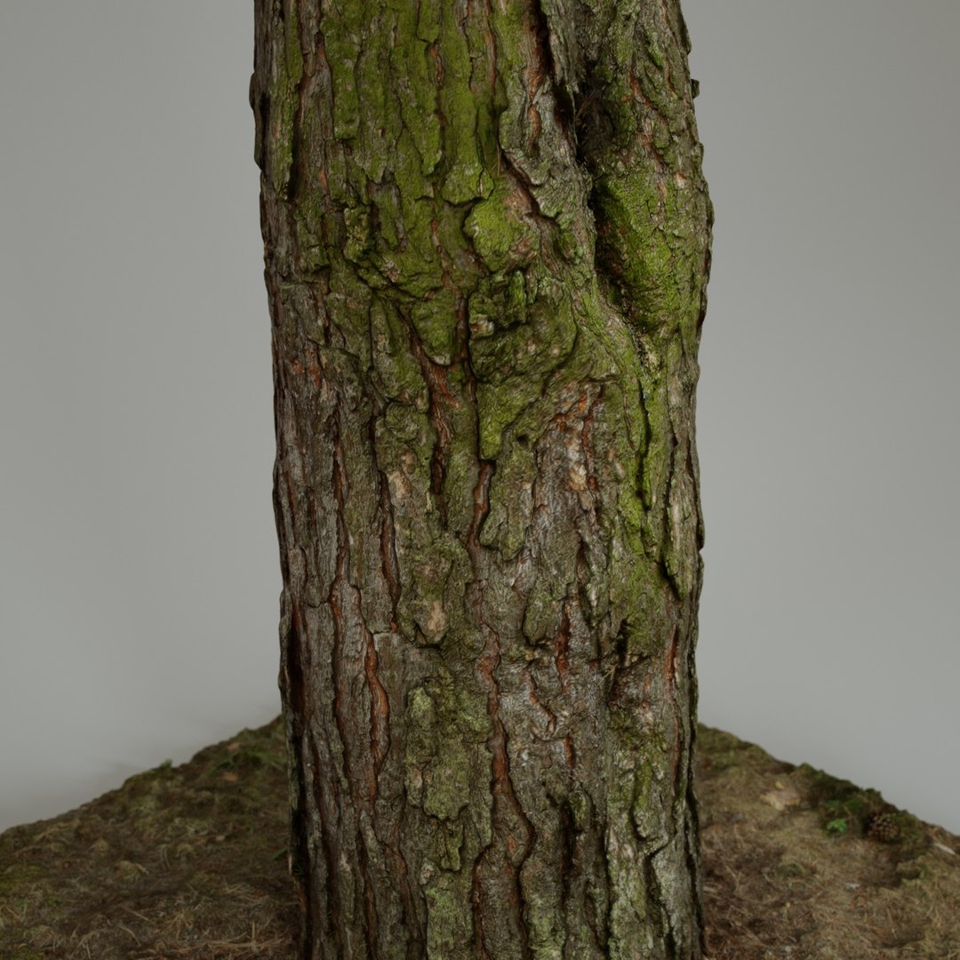 tree trunk scan obj