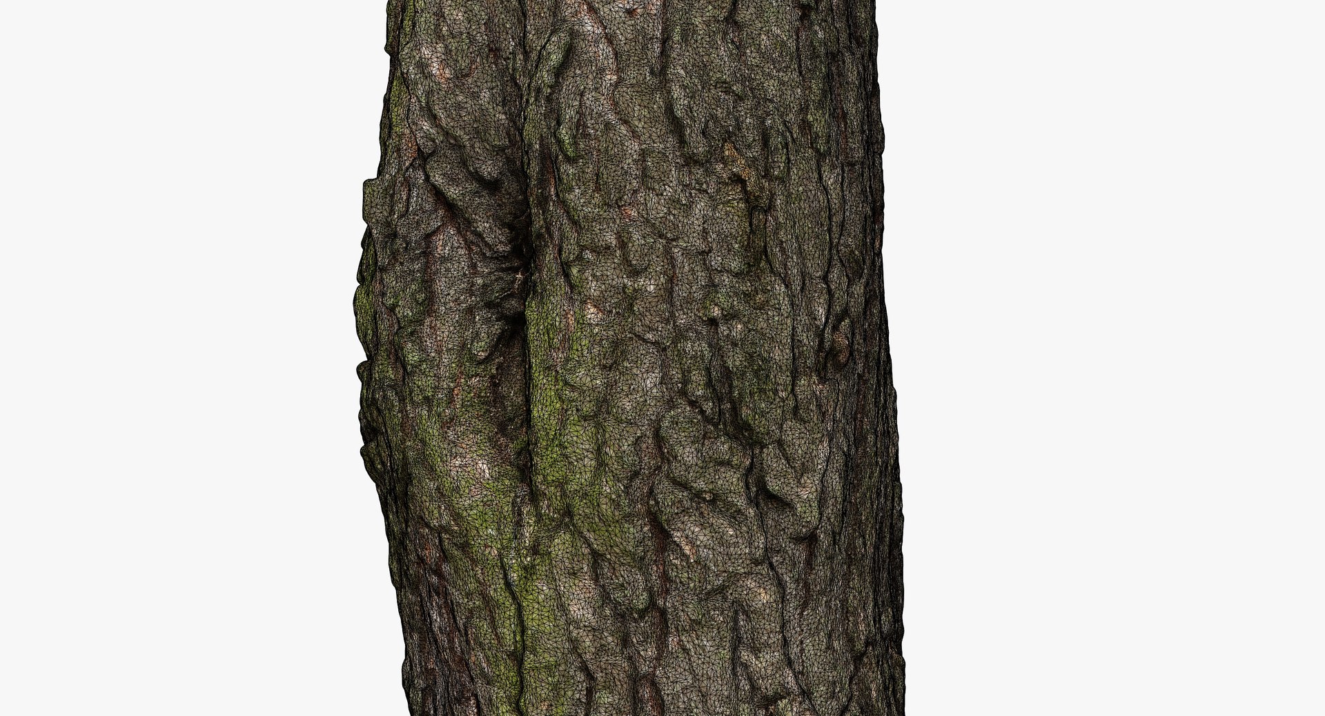 tree trunk scan obj