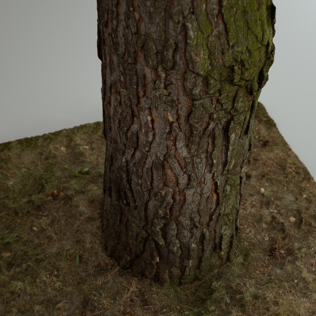 tree trunk scan obj