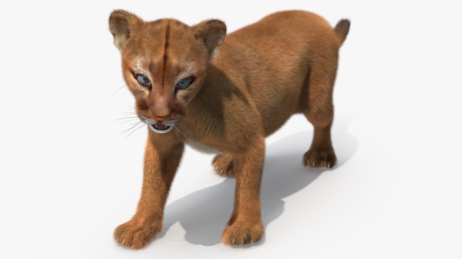 3D Model Baby Puma Cub Fur - TurboSquid 2339769