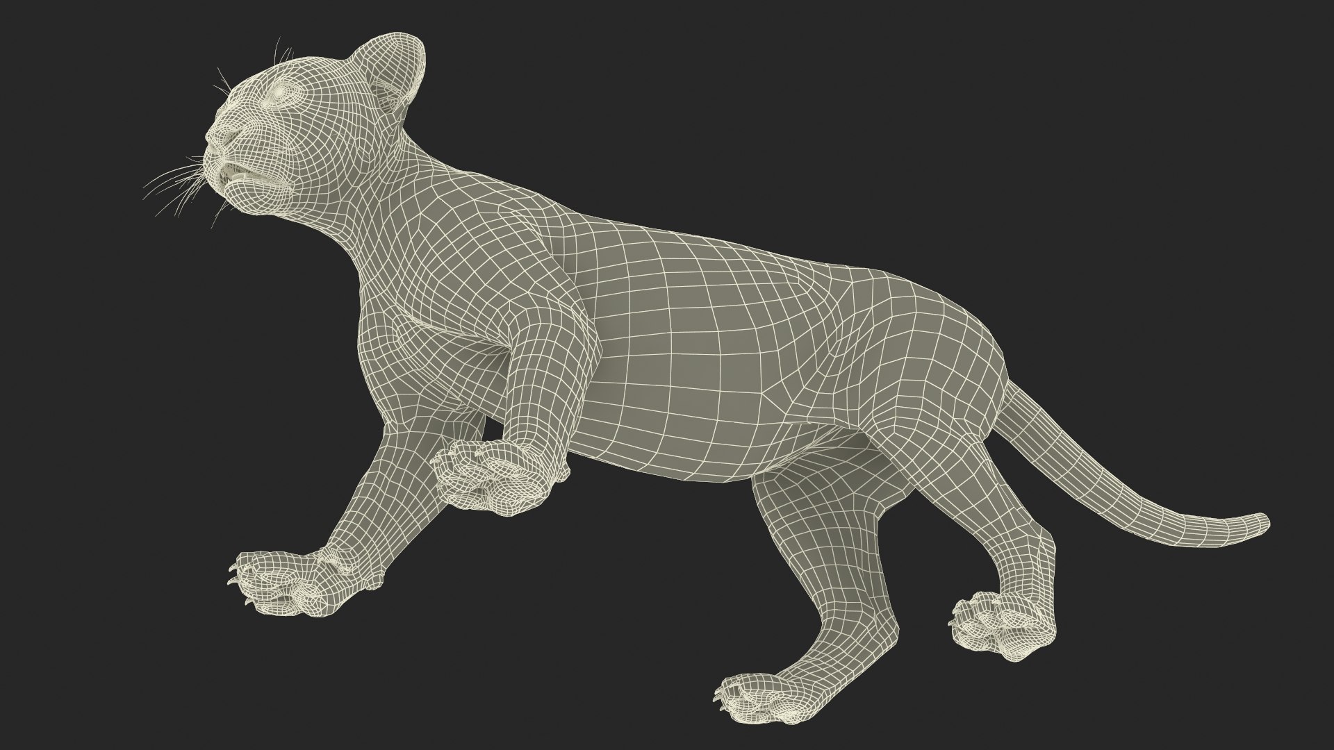 3D Model Baby Puma Cub Fur - TurboSquid 2339769