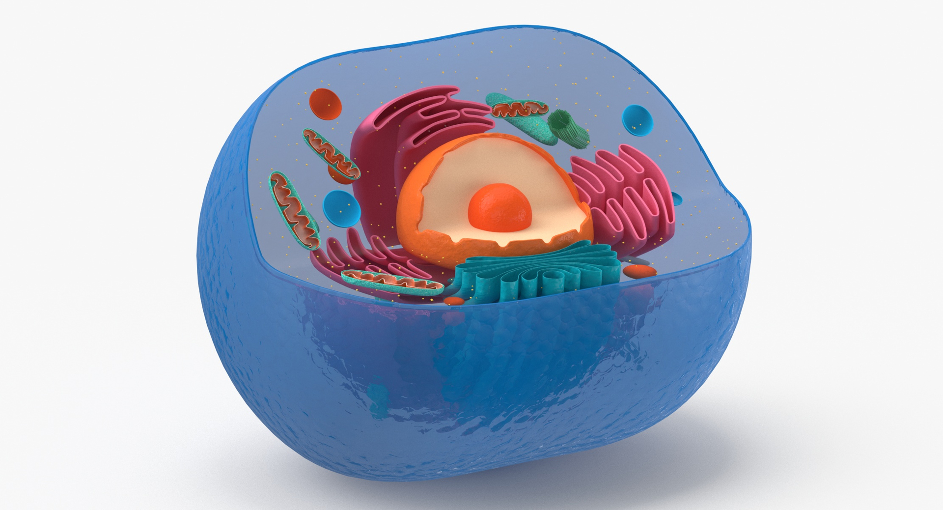 Cell Section 3D Model - TurboSquid 1925410