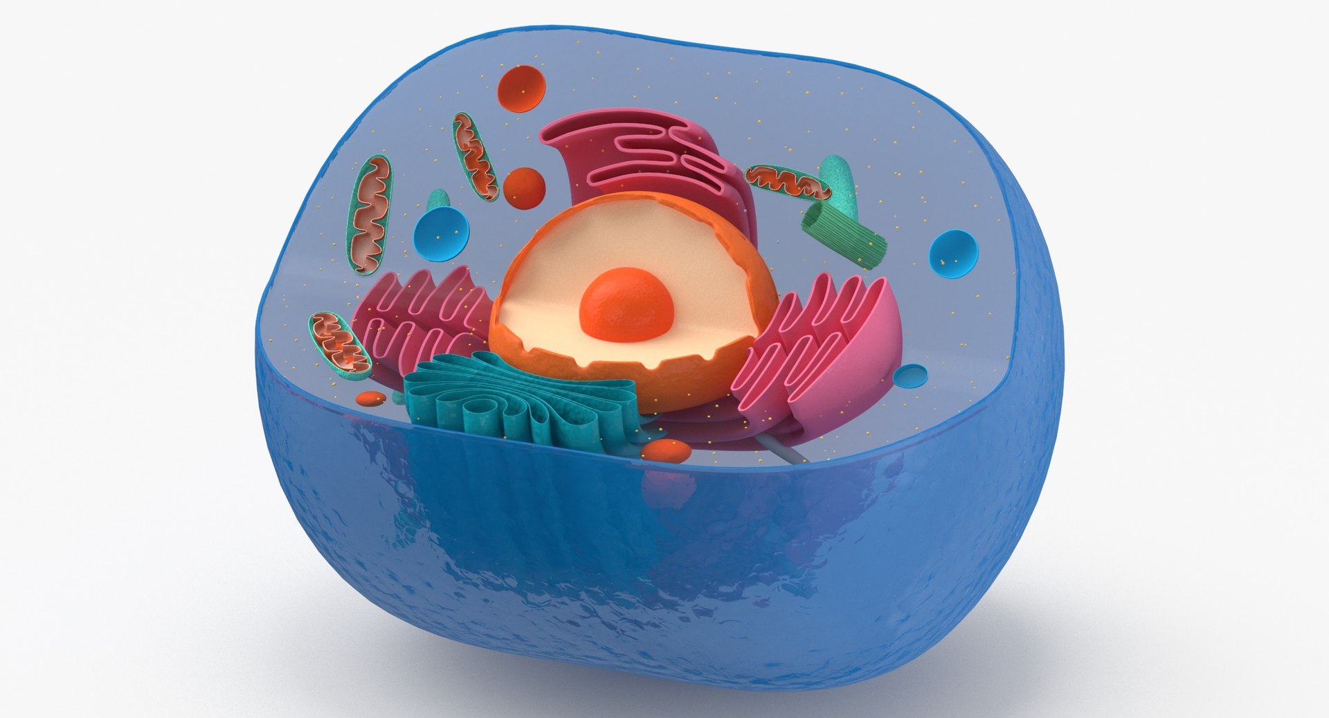 Cell Section 3D Model - TurboSquid 1925410