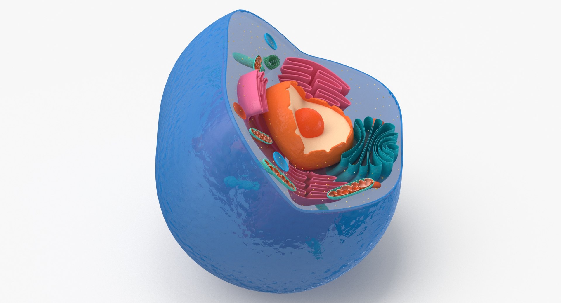 Cell Section 3D Model - TurboSquid 1925410