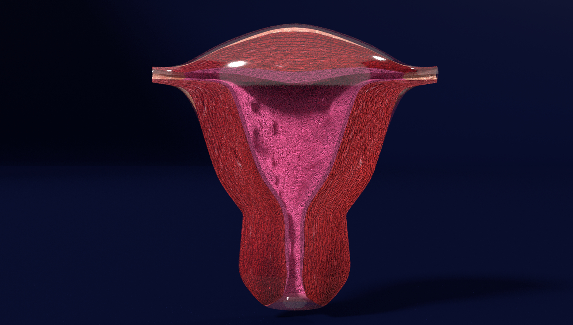 Uterus Bisected Model - TurboSquid 1480982