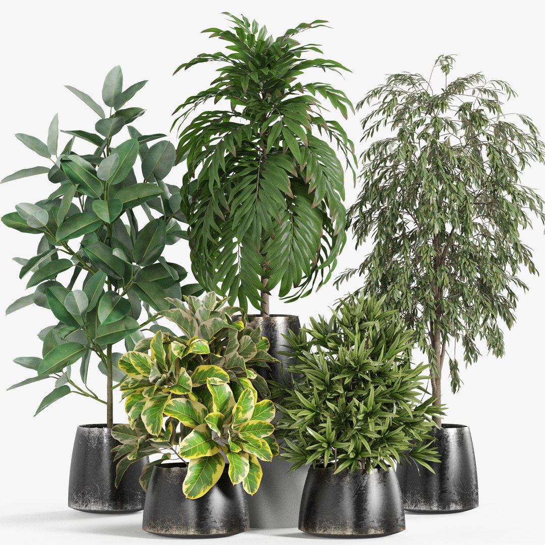 3D Plants Collection 923 Model - TurboSquid 2057871