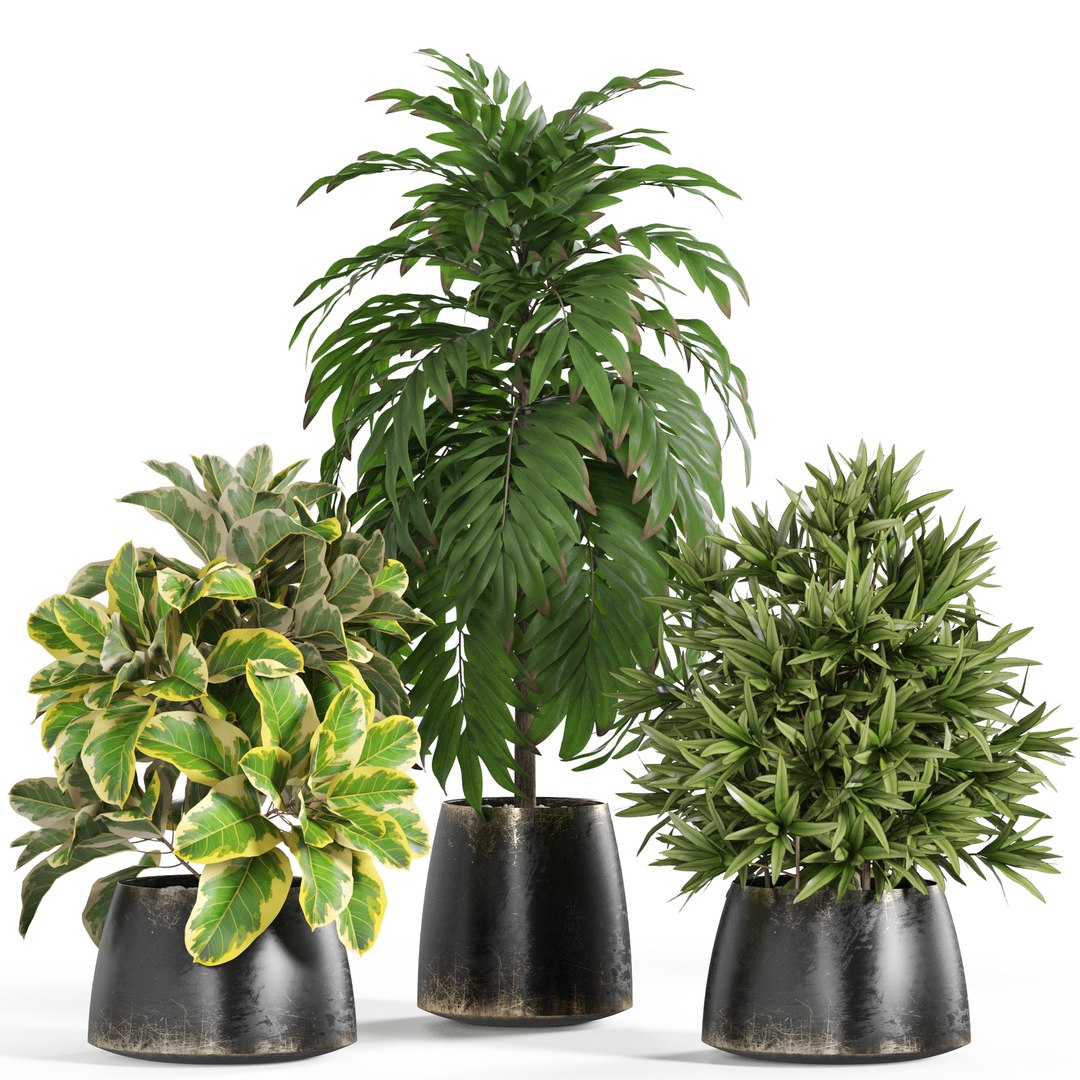 3D Plants Collection 923 Model - TurboSquid 2057871